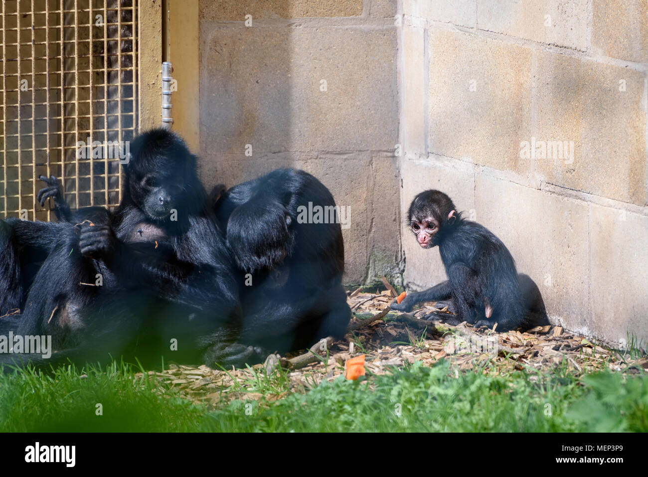 A baby monkey and their family outside Stock Photo - Alamy