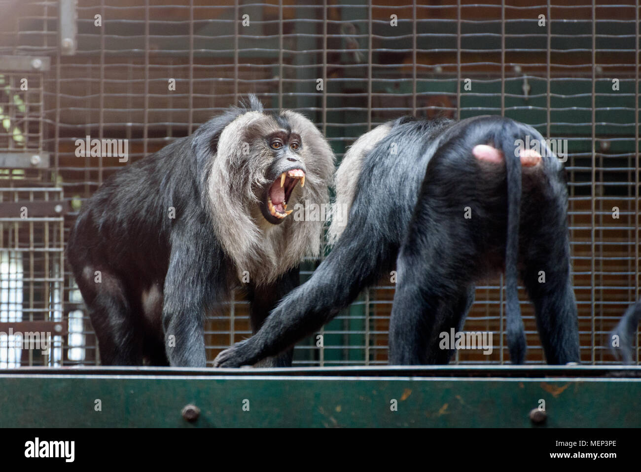 A monkey play fighting with another, baring its teeth Stock Photo - Alamy