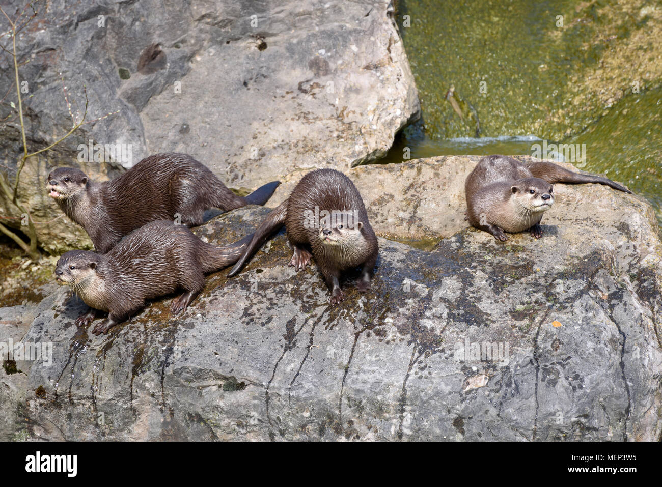 Otters stood on a rock Stock Photo - Alamy