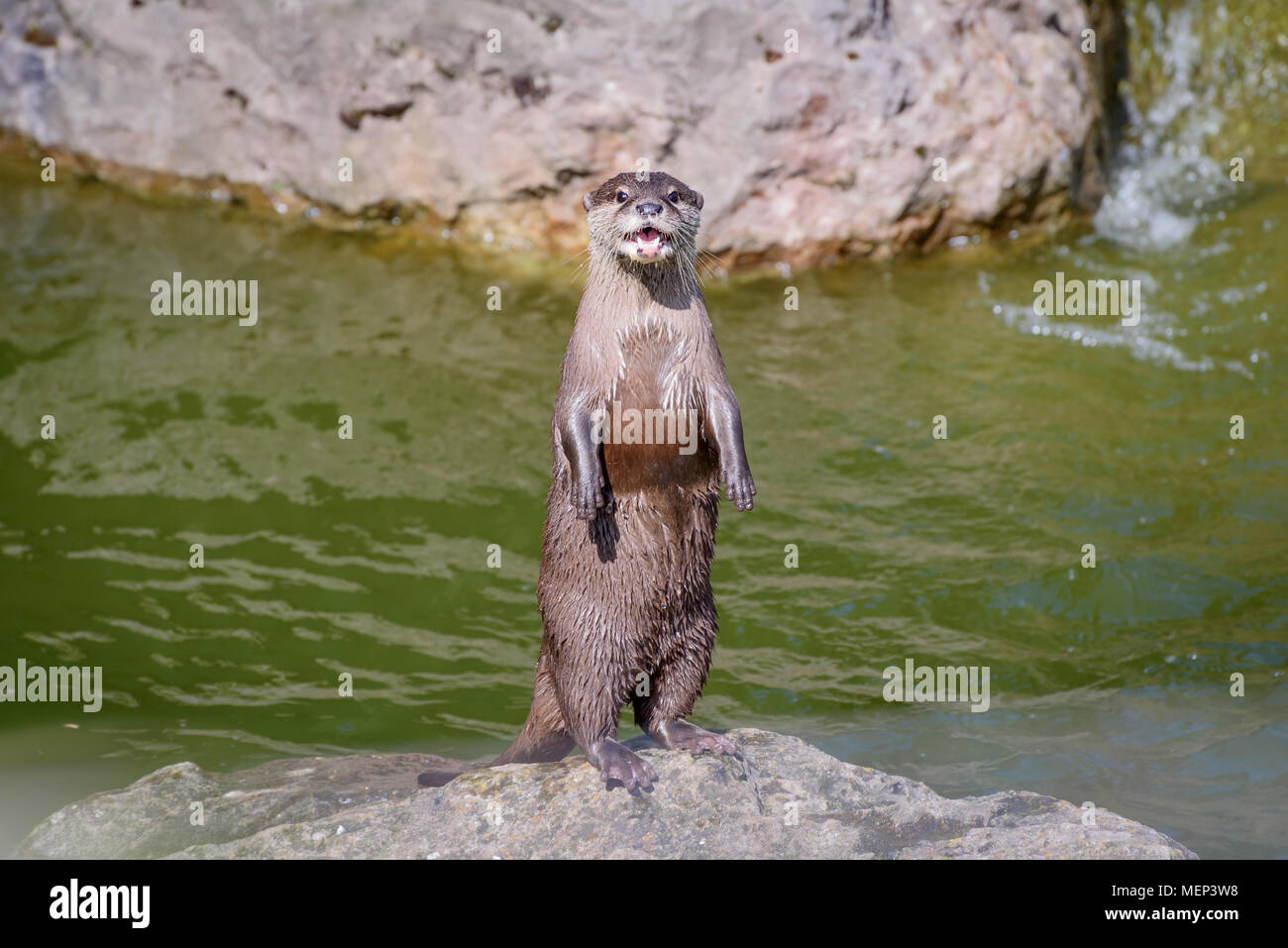 An otter stood up Stock Photo - Alamy
