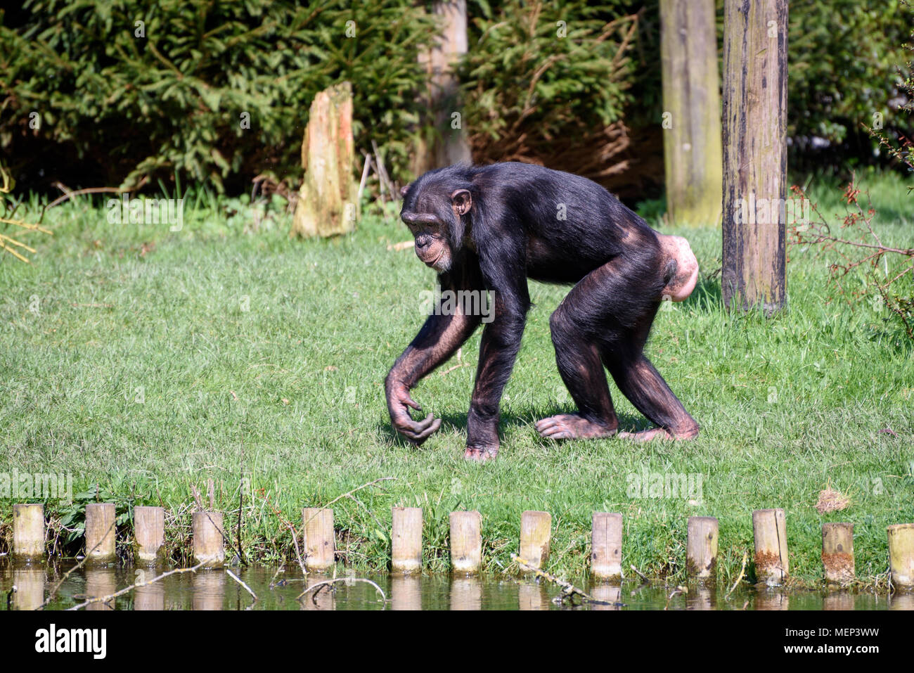 Zoo chester chimp hi-res stock photography and images - Alamy