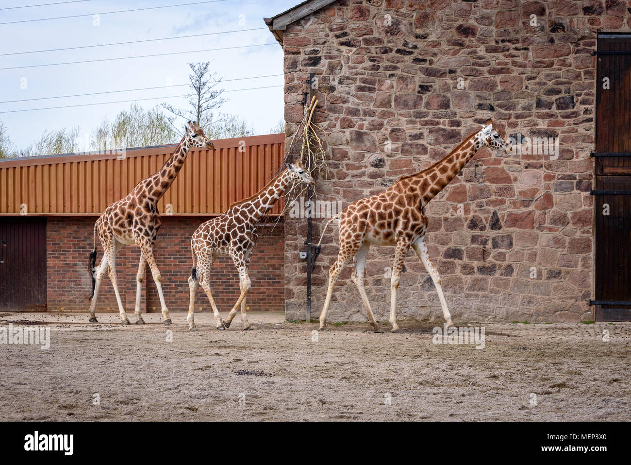 Giraffes at chester zoo hi-res stock photography and images - Alamy