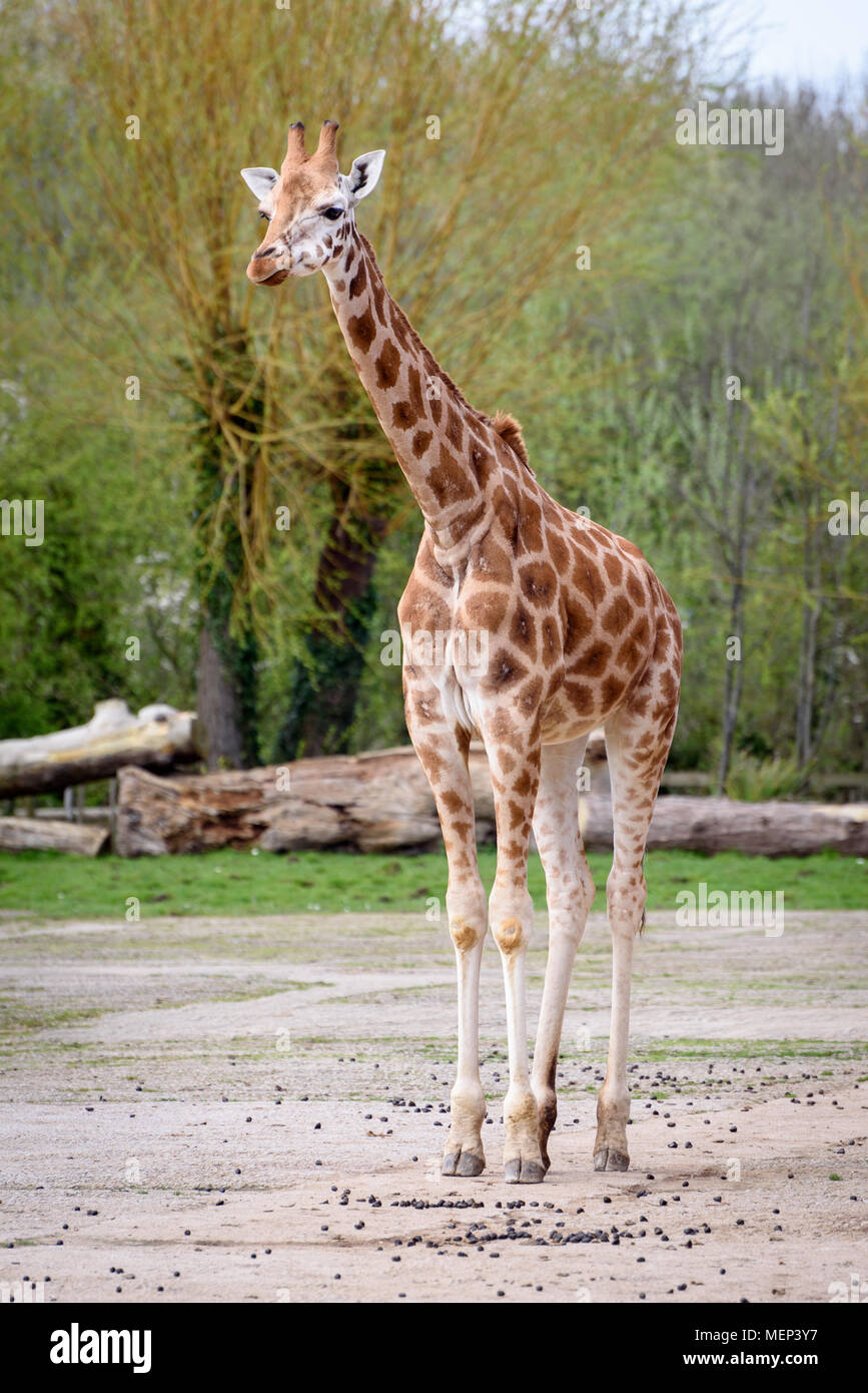 Giraffe and sun hi-res stock photography and images - Alamy