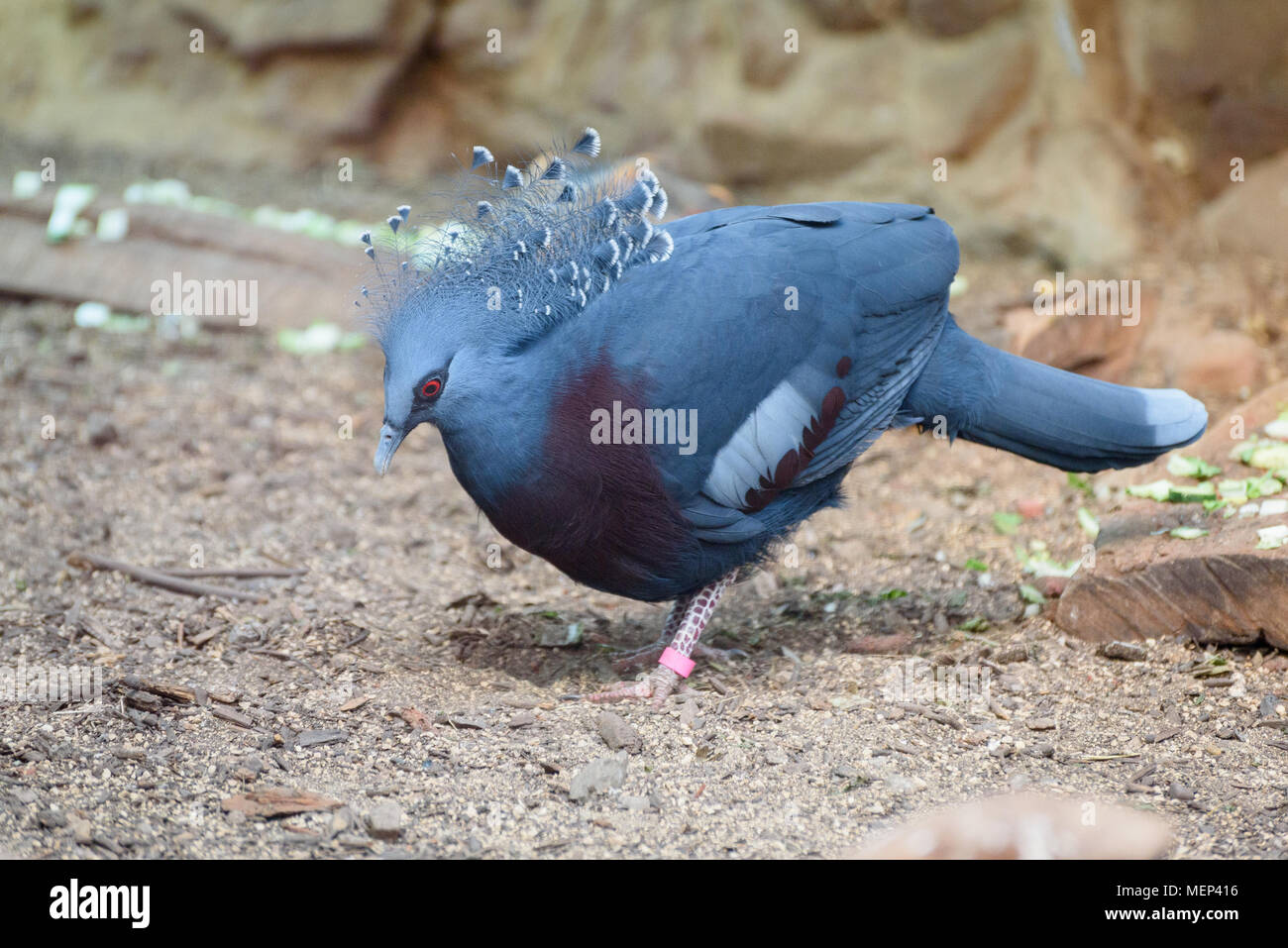 A grey bird at Chester Zoo Stock Photo - Alamy