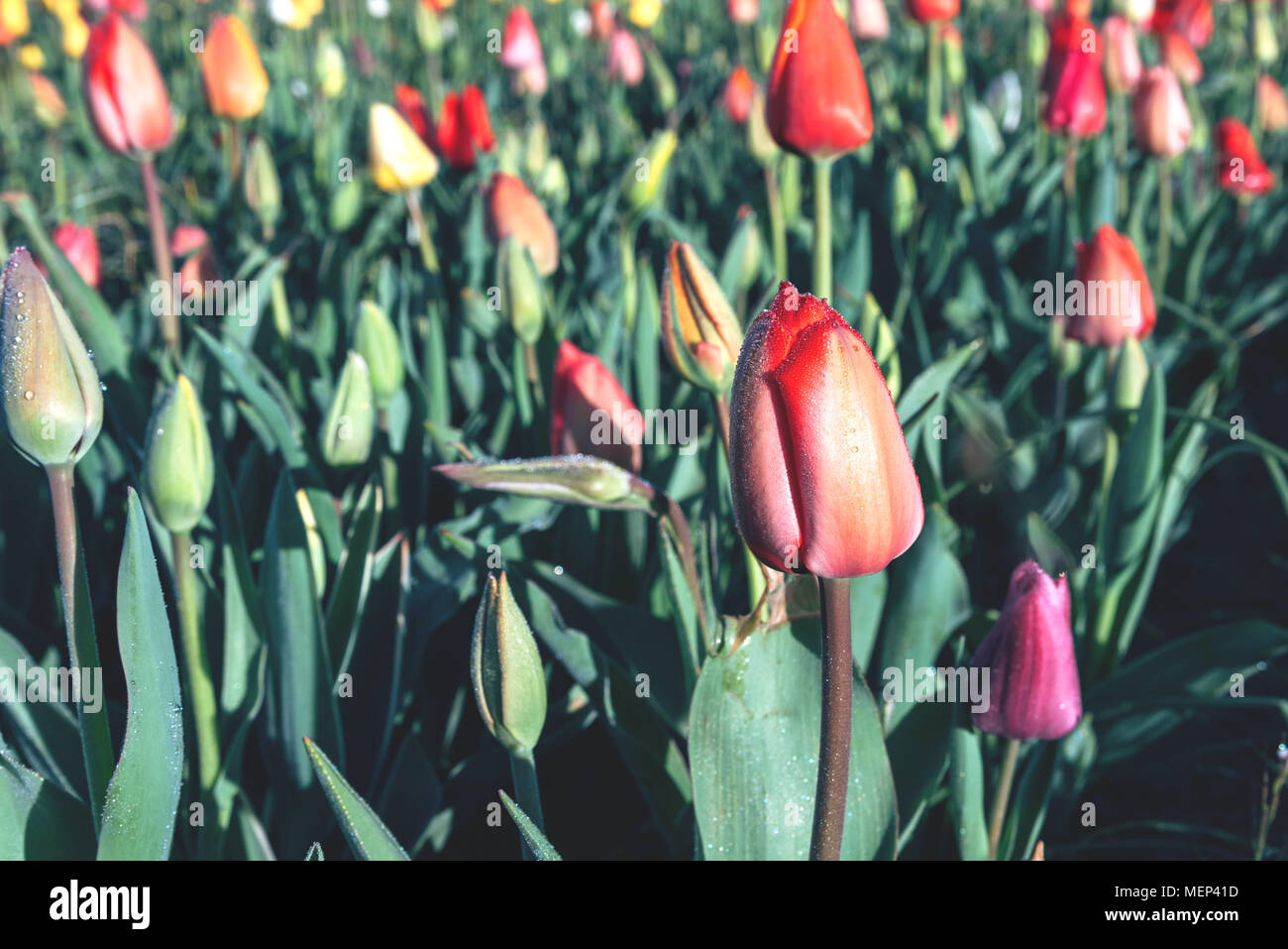 Colorful tulips in a field. Beautiful spring landscape Stock Photo - Alamy