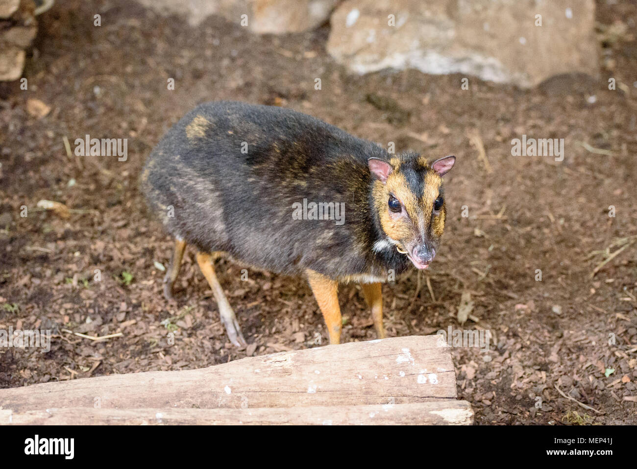 Philippine deer hi-res stock photography and images - Alamy