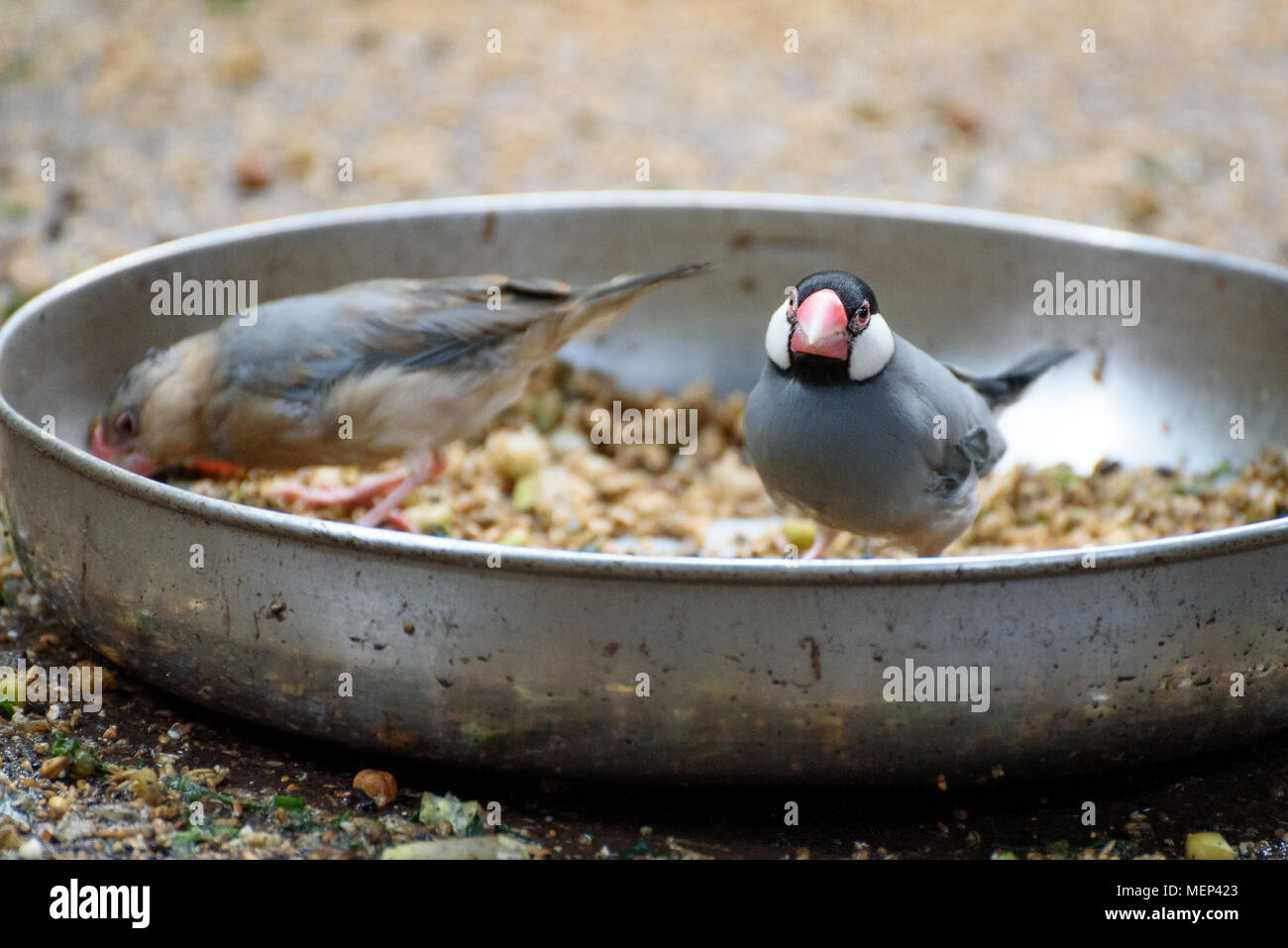 Two birds in a feeding tray Stock Photo - Alamy