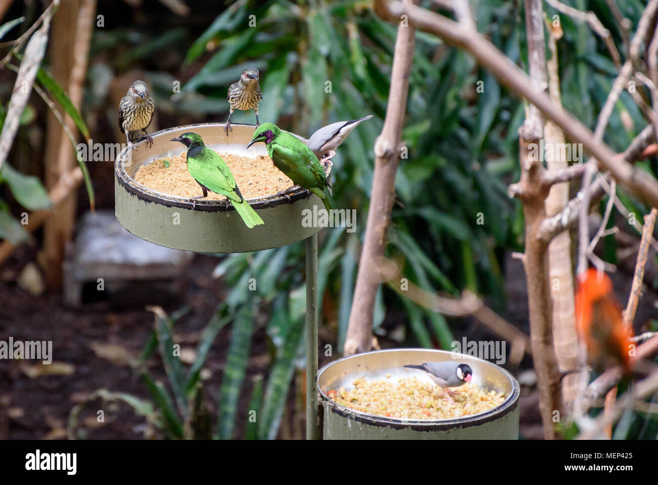 Multiple birds eating from a feeding tray Stock Photo - Alamy