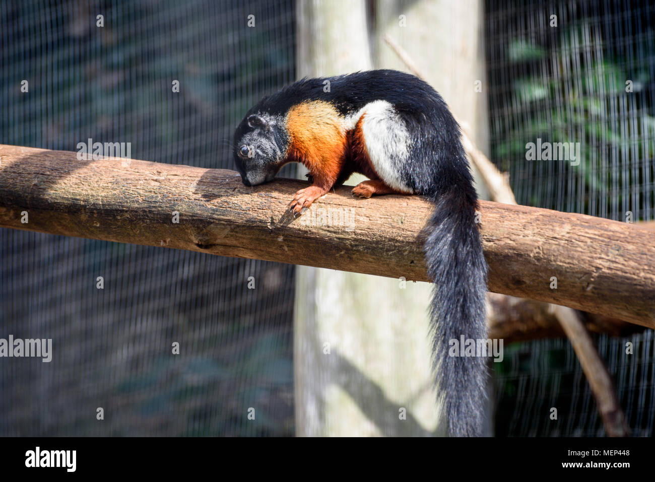Tri colored squirrel hi-res stock photography and images - Alamy