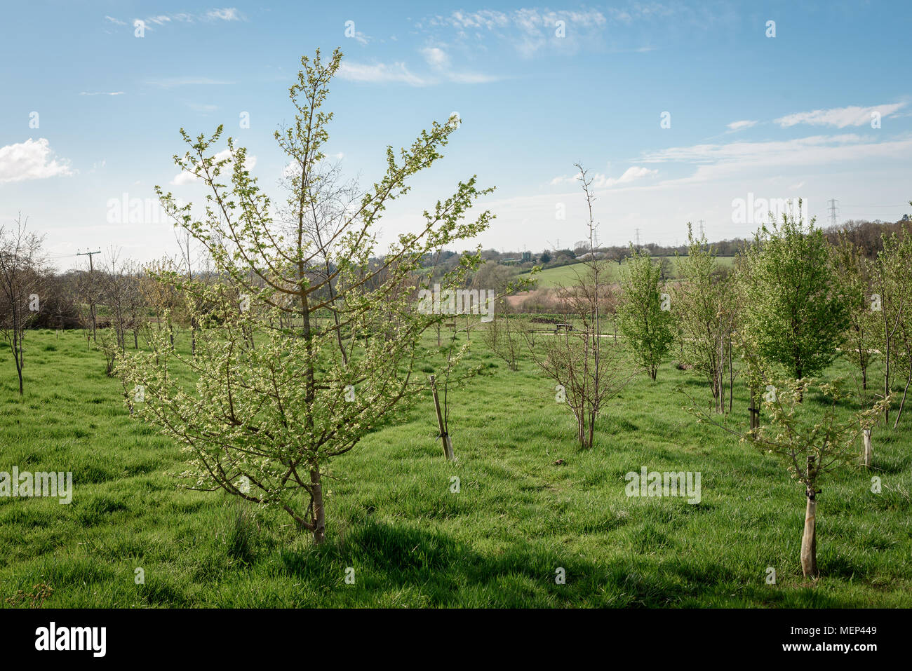 The nature reserve at Chester Zoo Stock Photo - Alamy