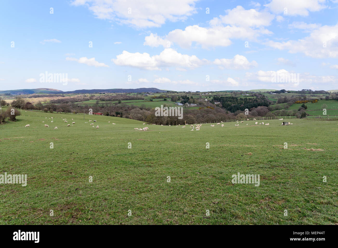 A view across a Welsh field with blue sky and white clouds Stock Photo ...