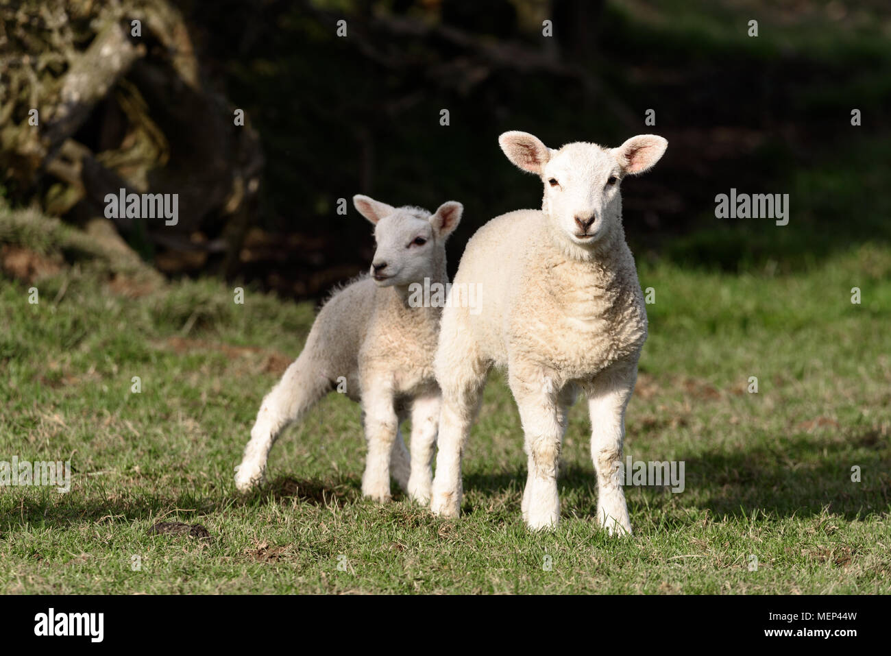 Two lambs looking at the camera Stock Photo - Alamy