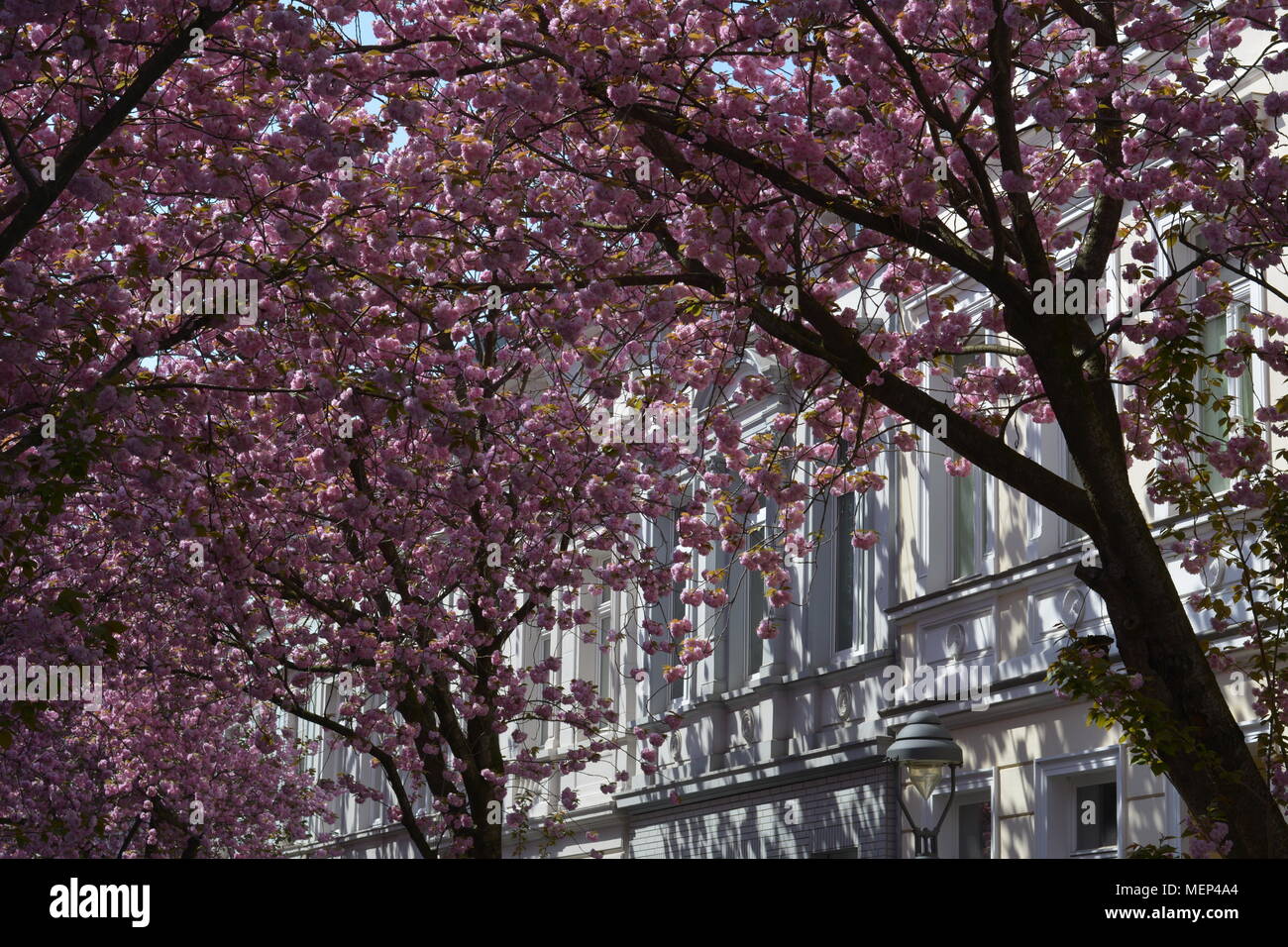 Bonn, Breite Strasse, cherry trees Stock Photo - Alamy Bonn, Breite Strasse, cherry trees Stock Photo - Alamy