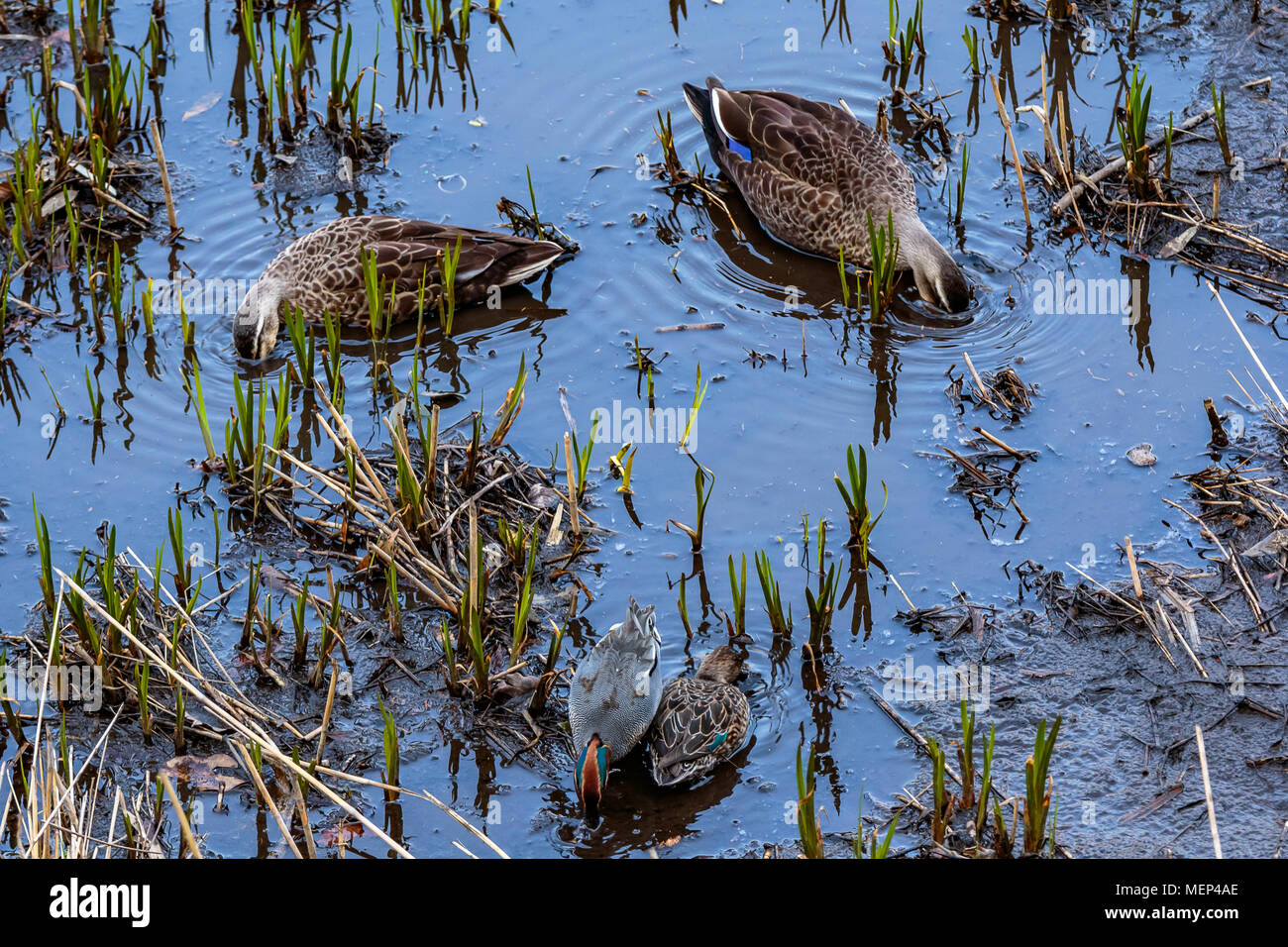 Ducks feeding in the shallows along a pond in Yamato, Japan Stock Photo ...
