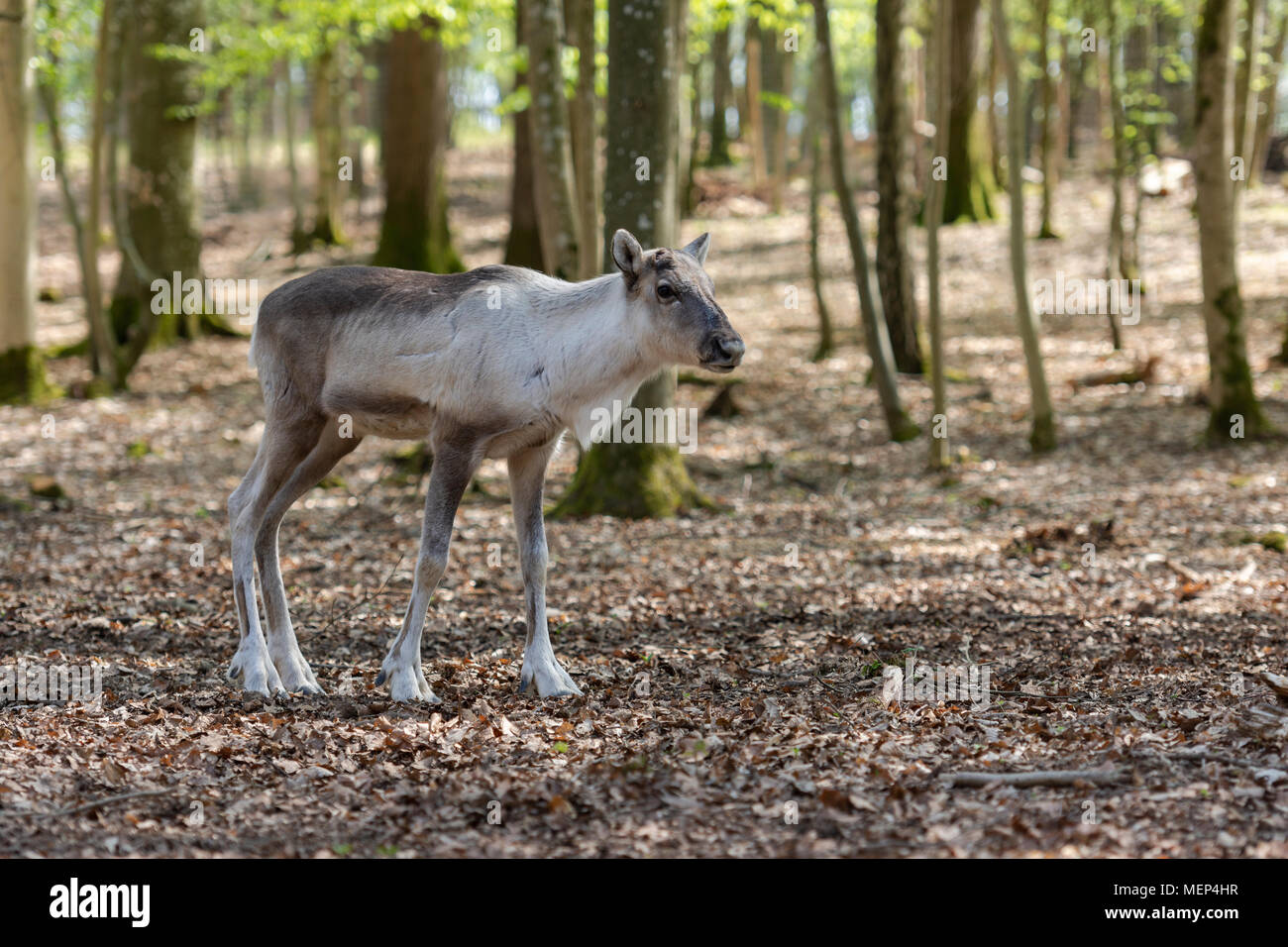 Finnish forest reindeer hi-res stock photography and images - Alamy