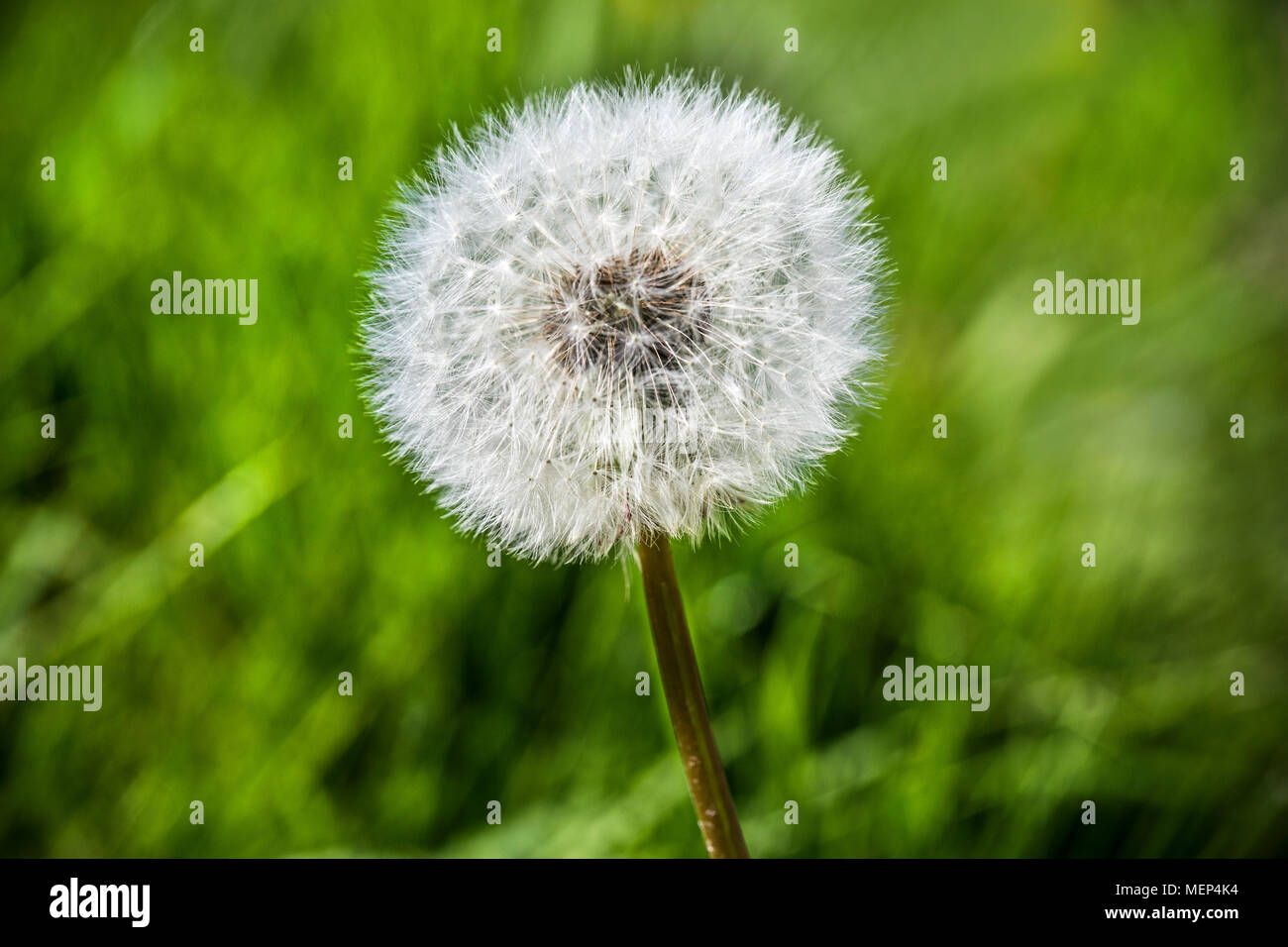 A Dandelion Clock Stock Photo - Alamy