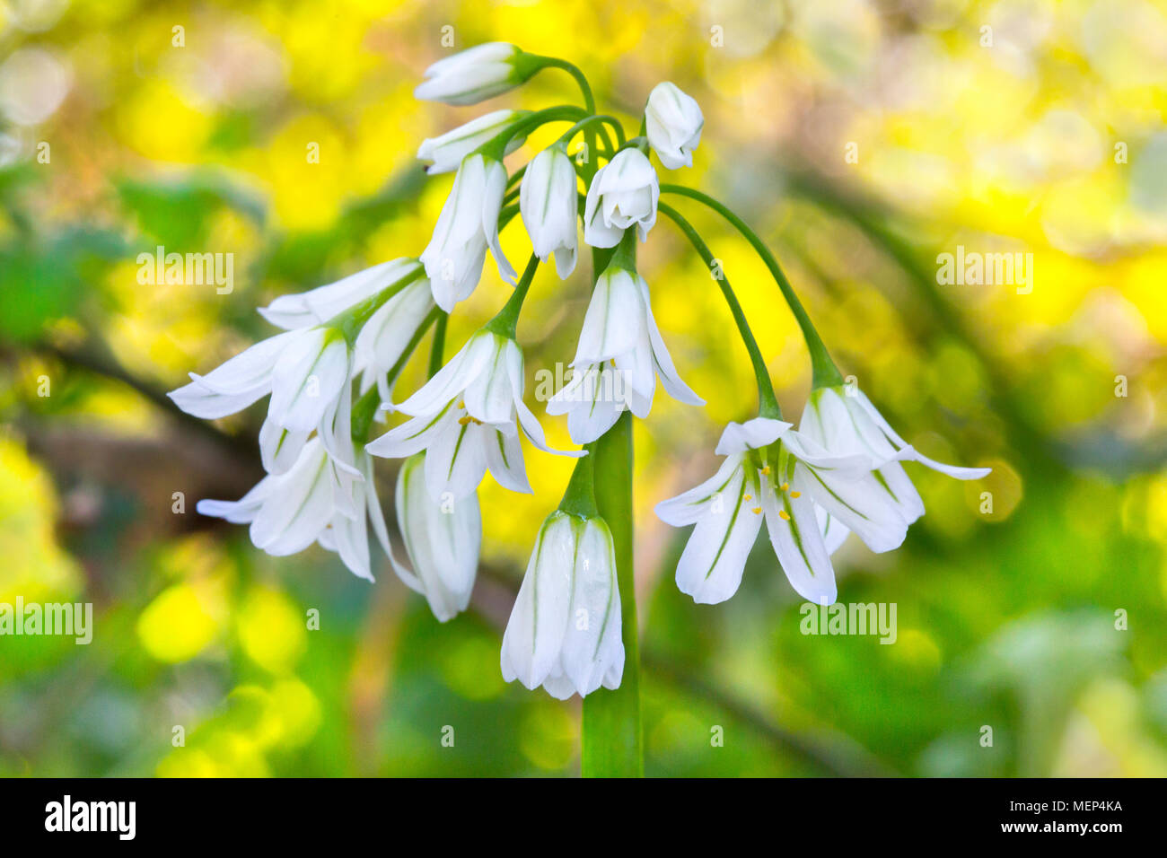 Wild onions hi-res stock photography and images - Alamy