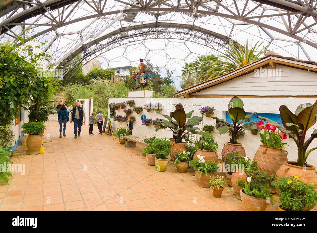 The Eden Project Mediterranean biome a popular visitor attraction built ...