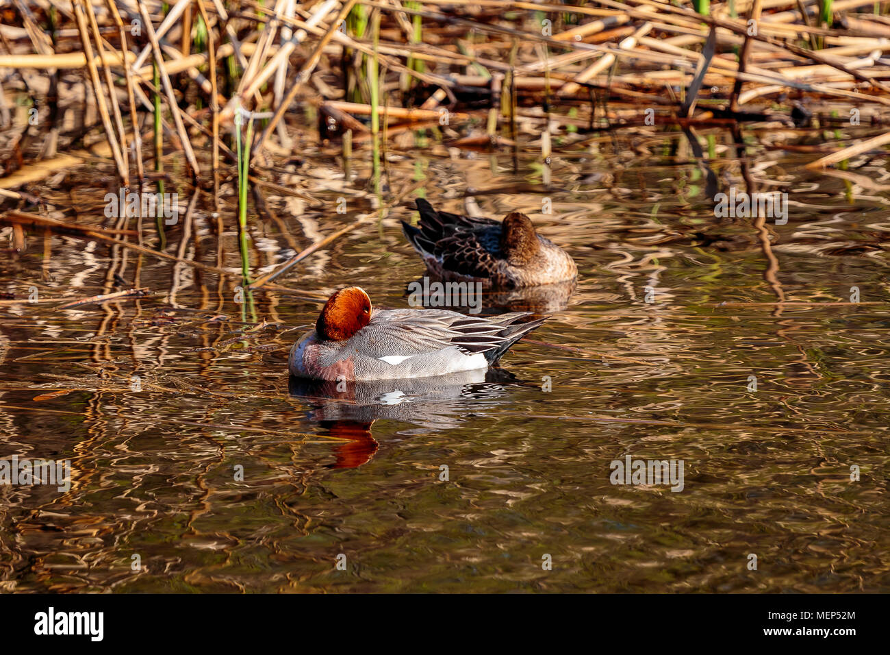 Two ducks float on a small, calm pond in Yamato, Japan on a beautiful ...