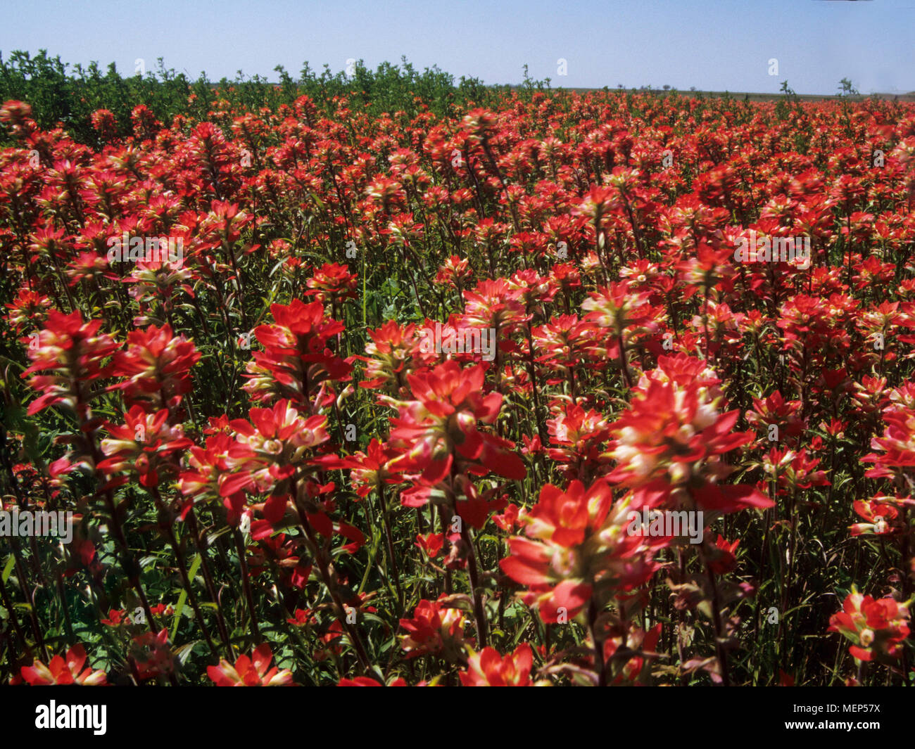 Texas Spring wildflowers with Bluebonnets and Indian Paintbrush Stock ...