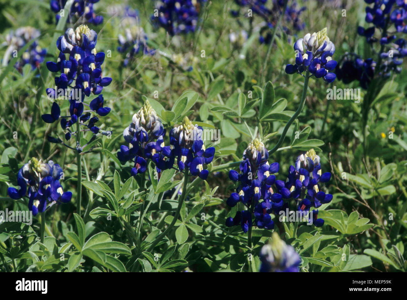 Texas Spring wildflowers with Bluebonnets and Indian Paintbrush Stock ...