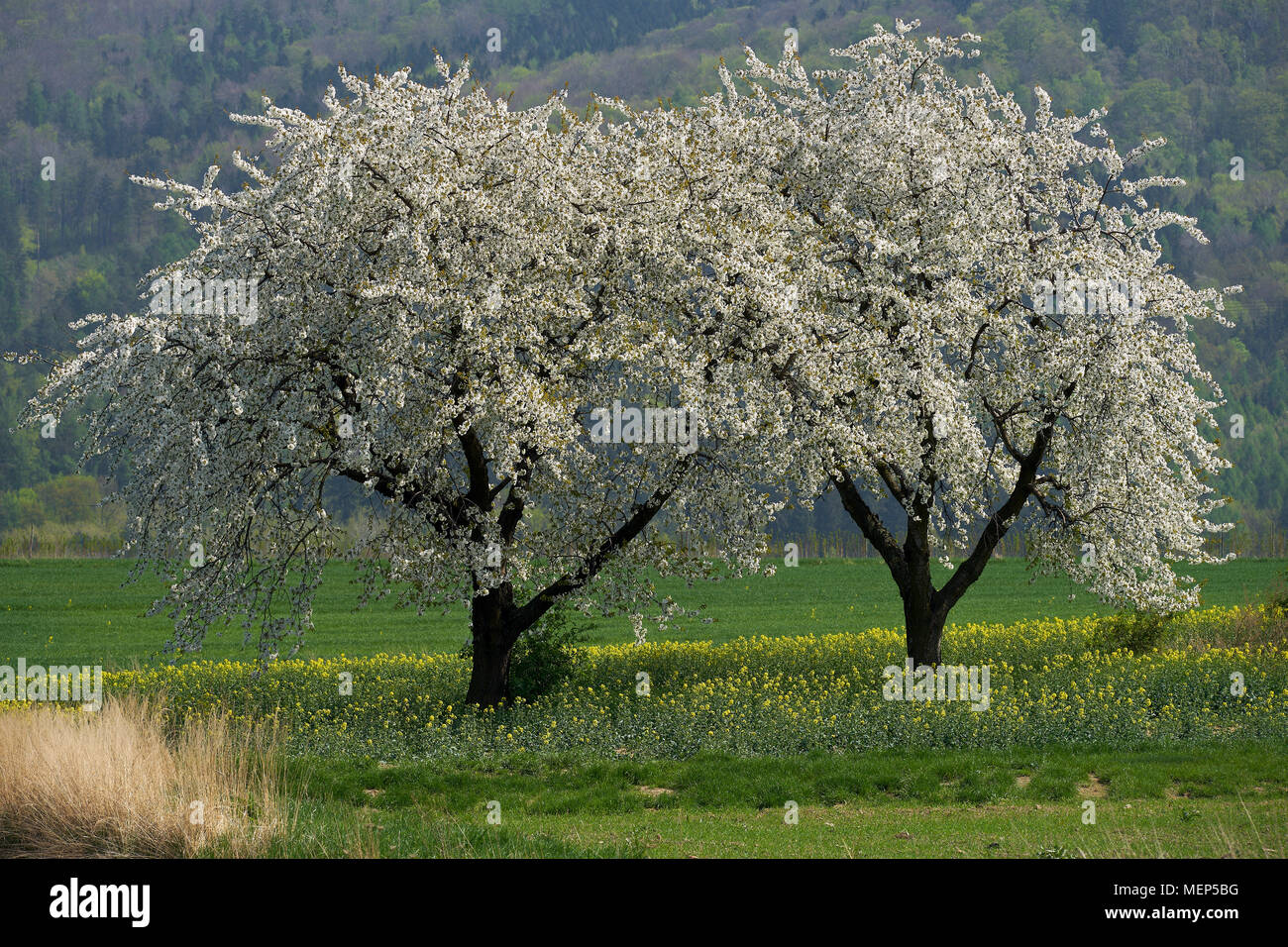 Two old Cherry tree trees in full bloom Stock Photo - Alamy