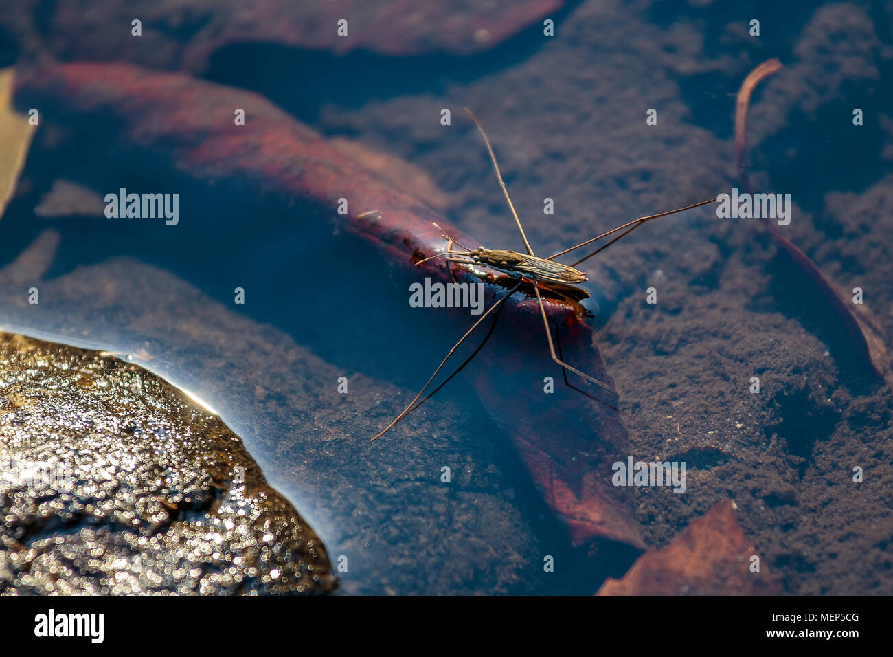 Strider hi-res stock photography and images - Alamy