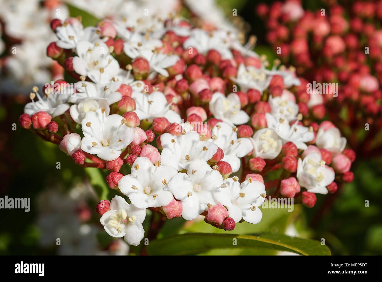 Laurustinus (Viburnum tinus), flowers of gardens Stock Photo - Alamy