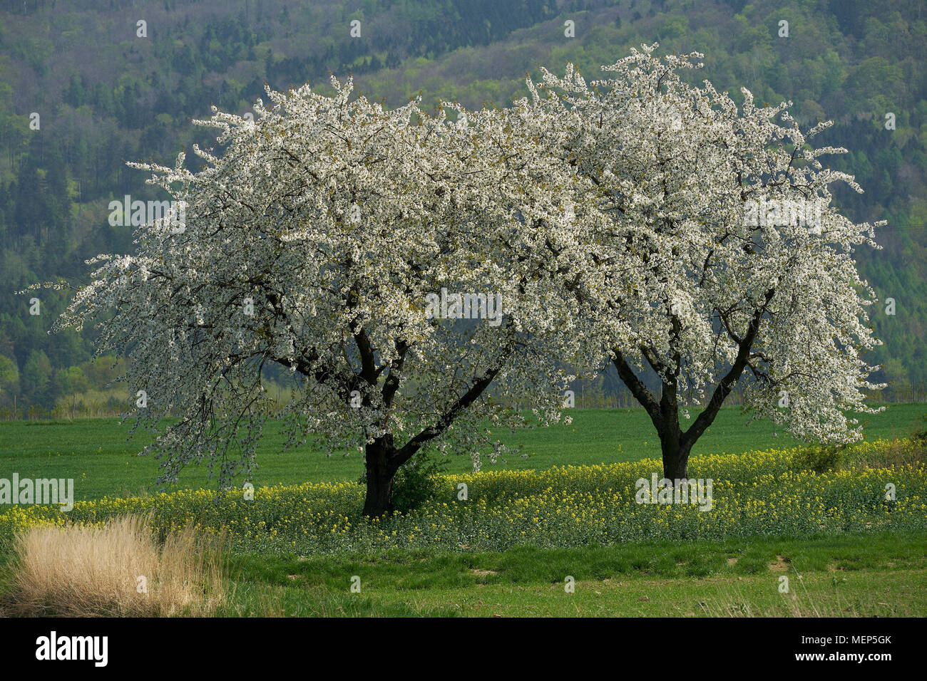 Two old Cherry tree trees in full bloom Stock Photo - Alamy
