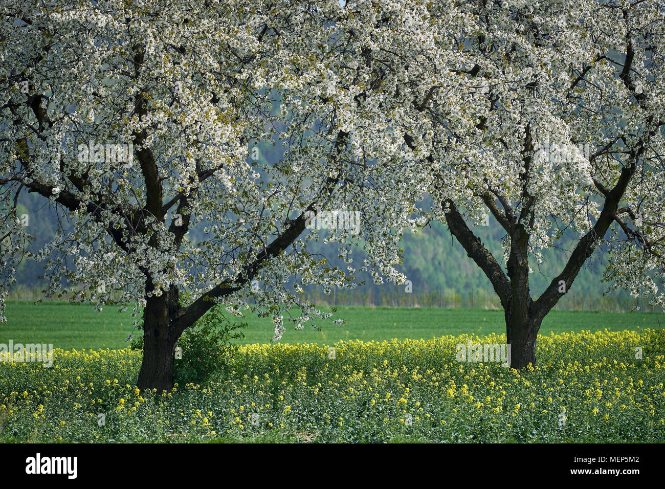 Two cherry blossom trees hi-res stock photography and images - Alamy