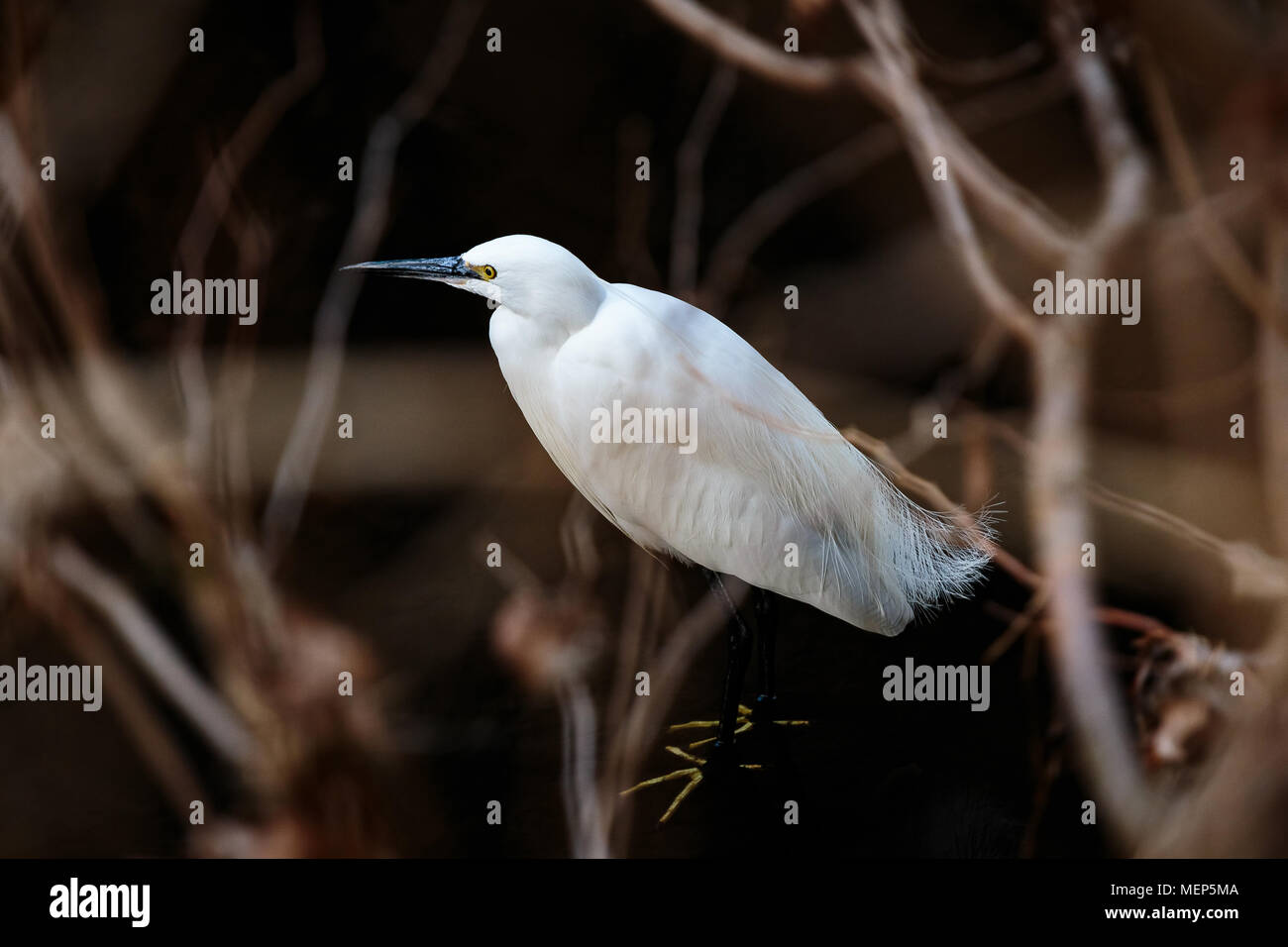 Little egret in japan hi-res stock photography and images - Alamy