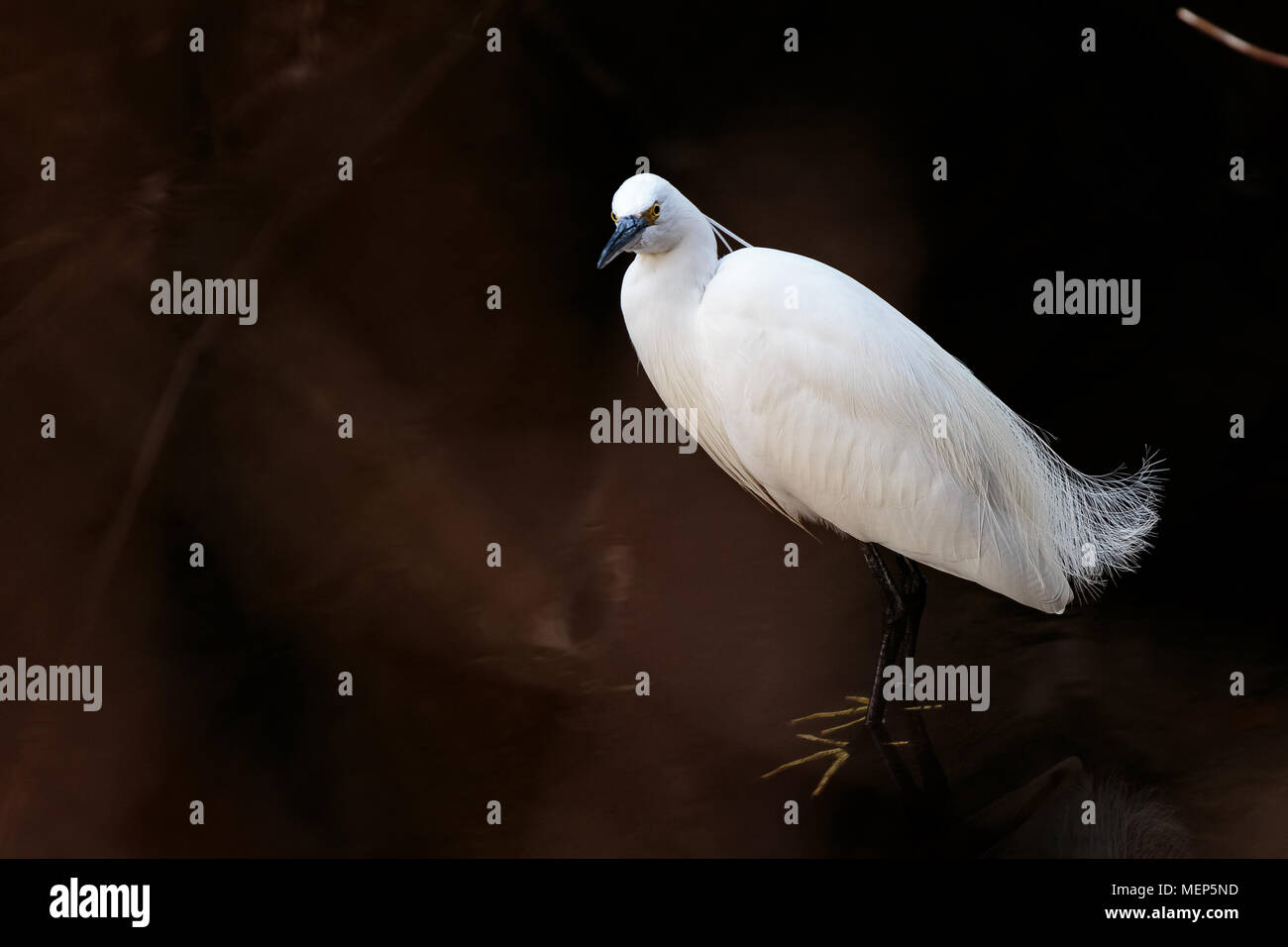 Little egret in japan hi-res stock photography and images - Alamy