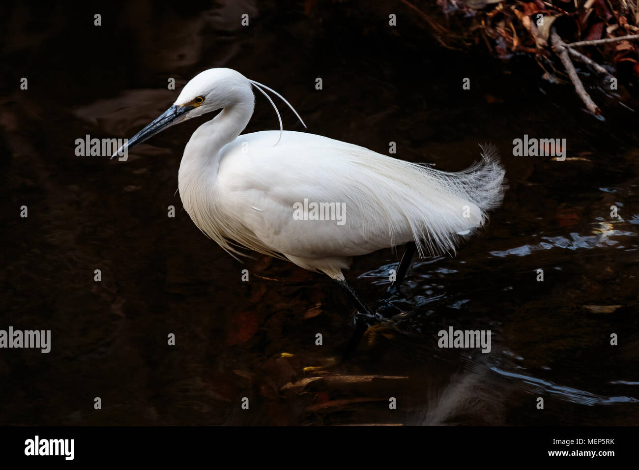 A white Japanese egret wades through a small river in Yamato, Japan ...