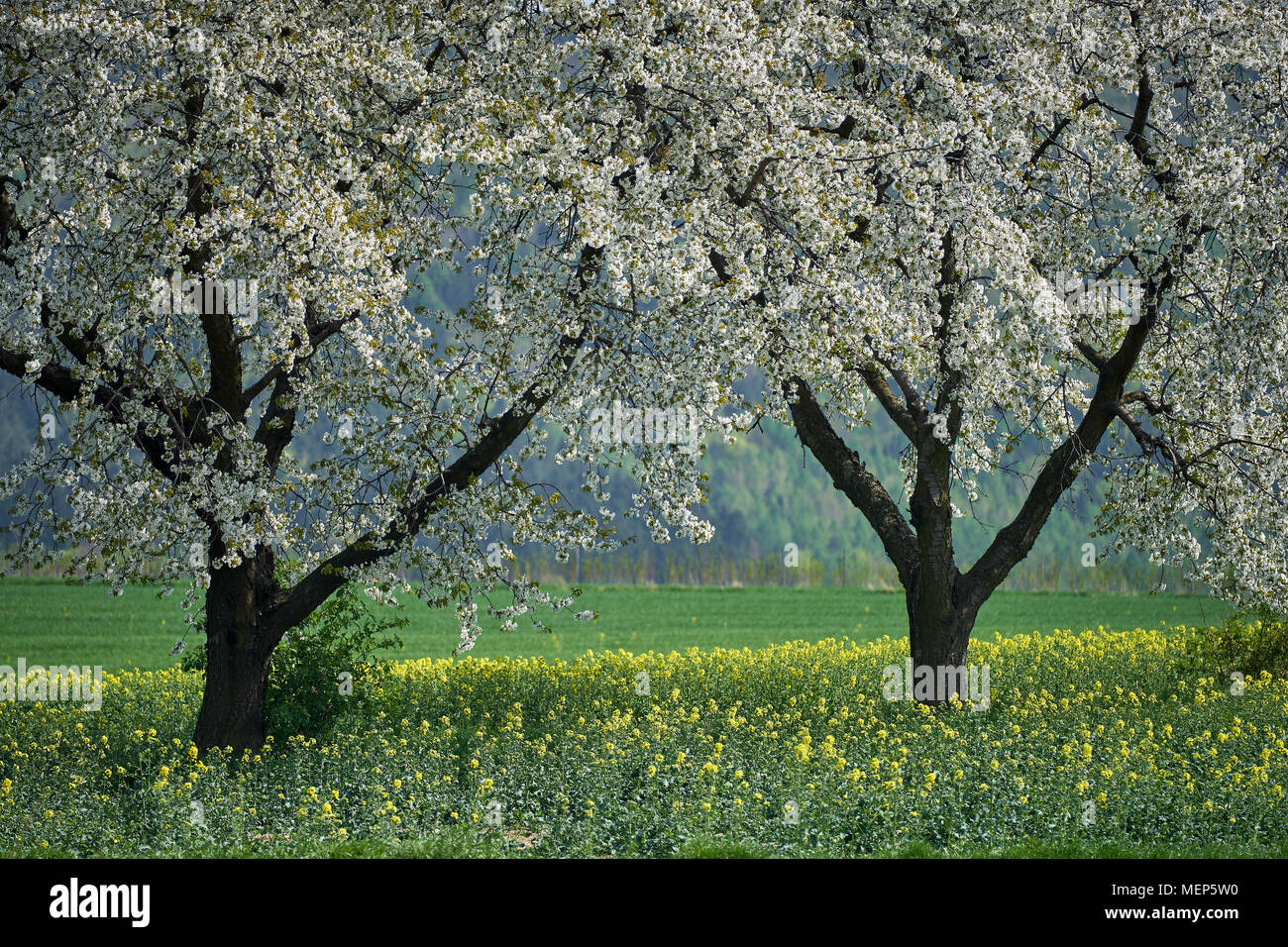 Two old Cherry tree trees in full bloom Stock Photo - Alamy