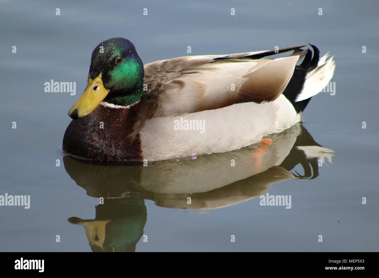 Fight or flight Stock Photo - Alamy