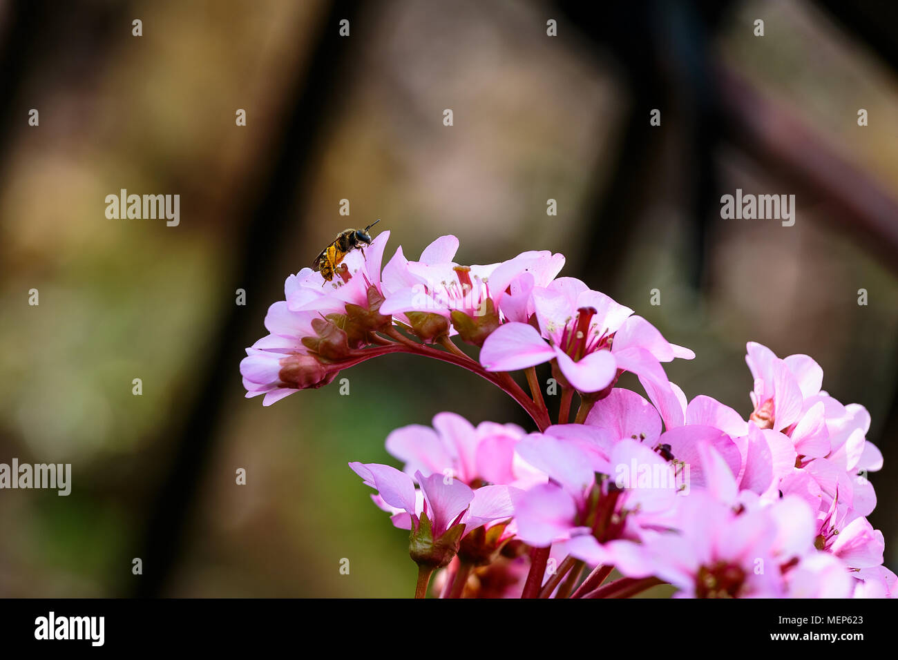 A bee looks for nectar in a cluster of spring flowers Stock Photo - Alamy