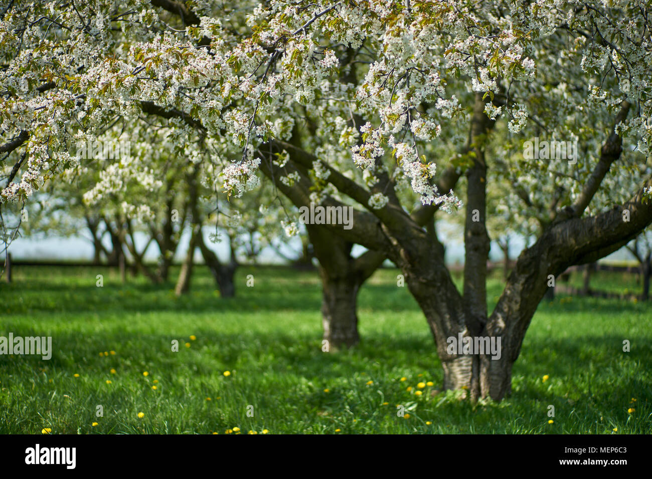 Old cherry orchard in full bloom Cherry tree trees orchard in full ...