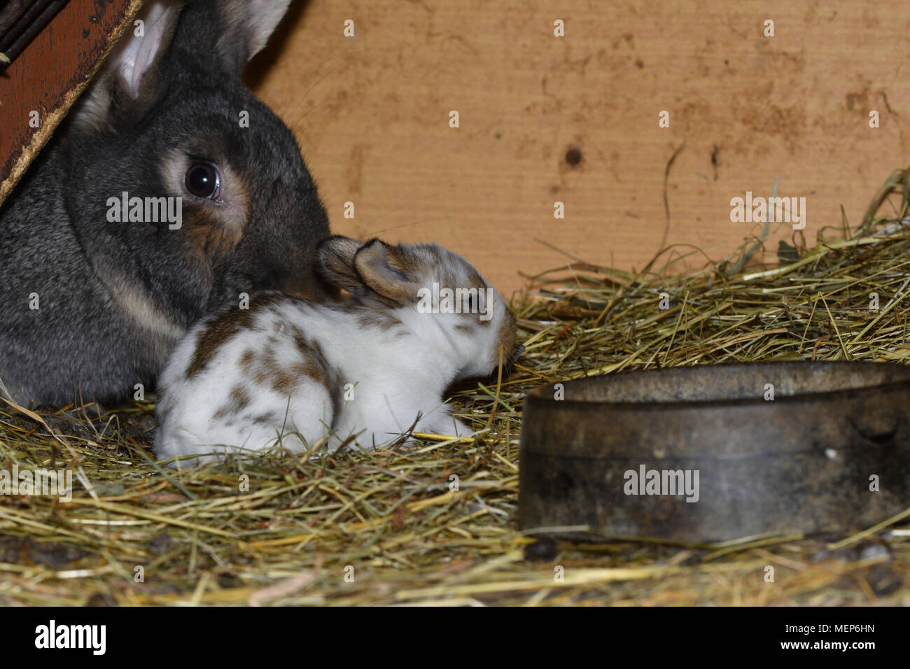 Cottontail rabbit nest hi-res stock photography and images - Alamy