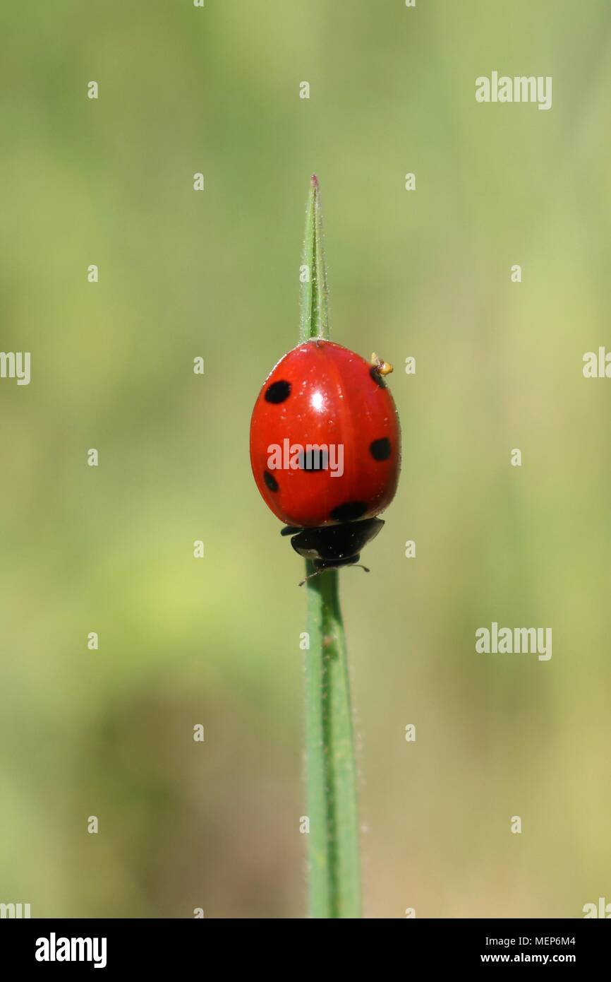 Red ladybug hi-res stock photography and images - Alamy