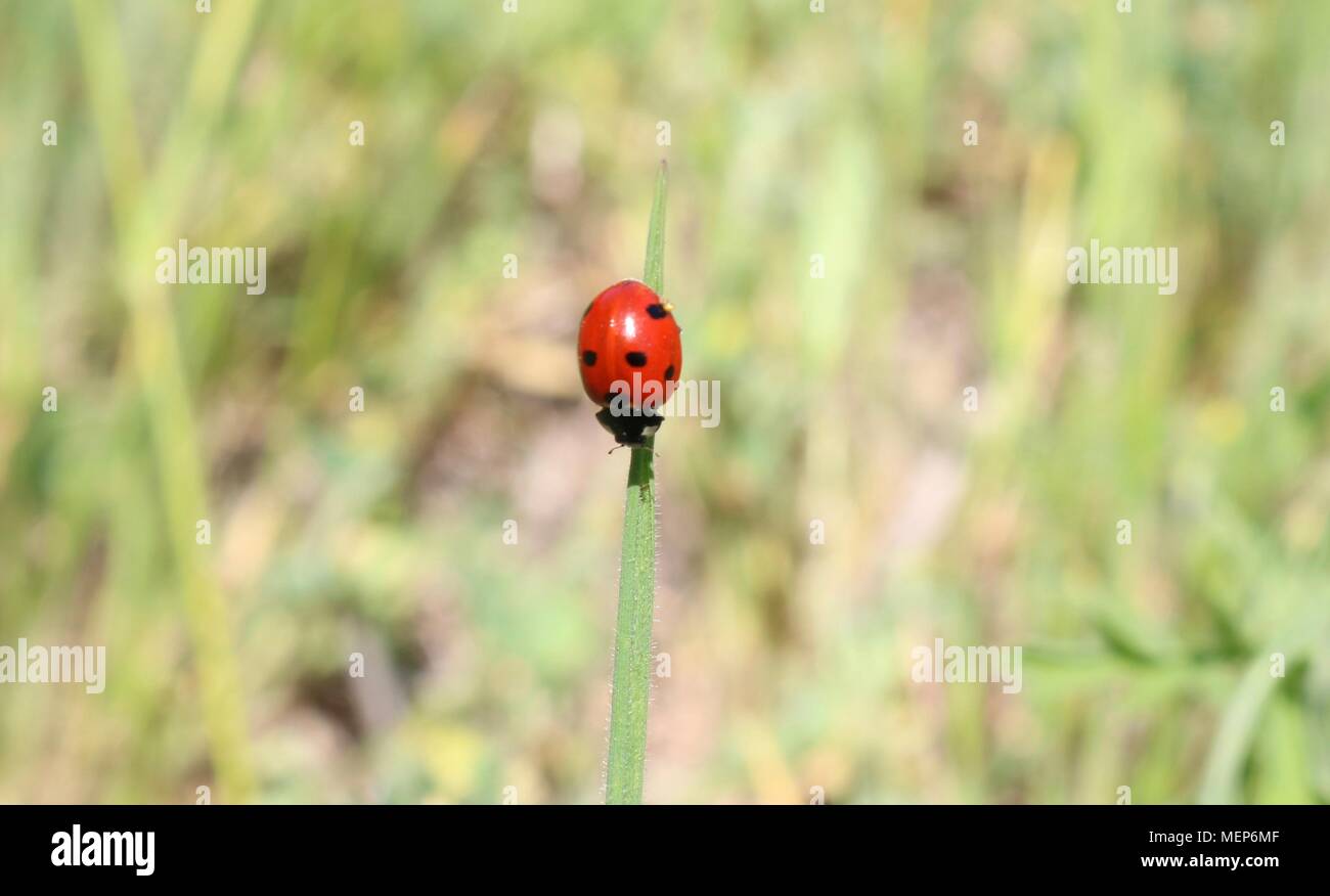 Red ladybird beetle hi-res stock photography and images - Alamy