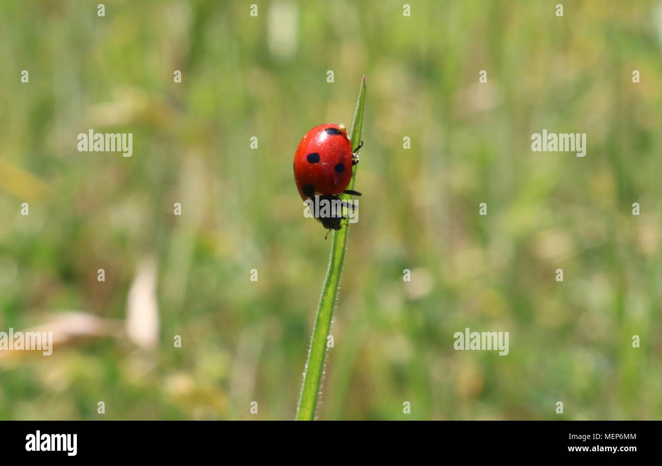 Red ladybug hi-res stock photography and images - Alamy