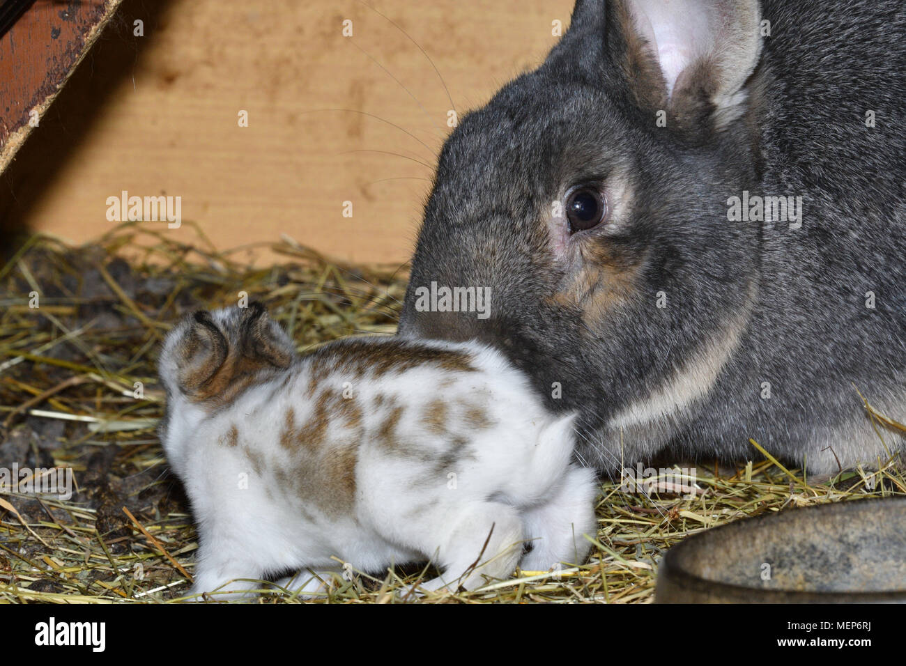 Cottontail rabbit nest hi-res stock photography and images - Alamy