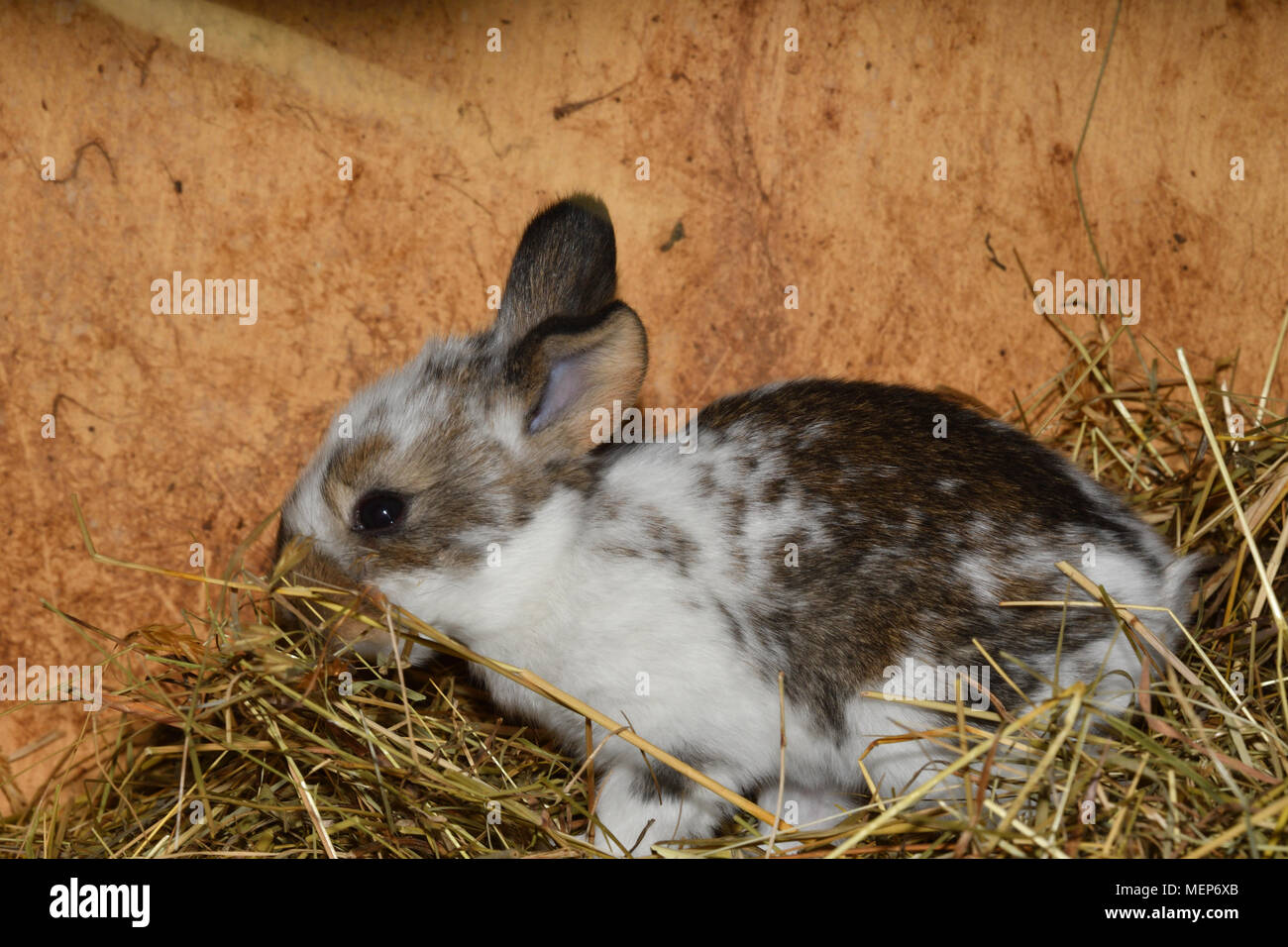 close up portrait of little rabbit cutie watching from his hay nest ...