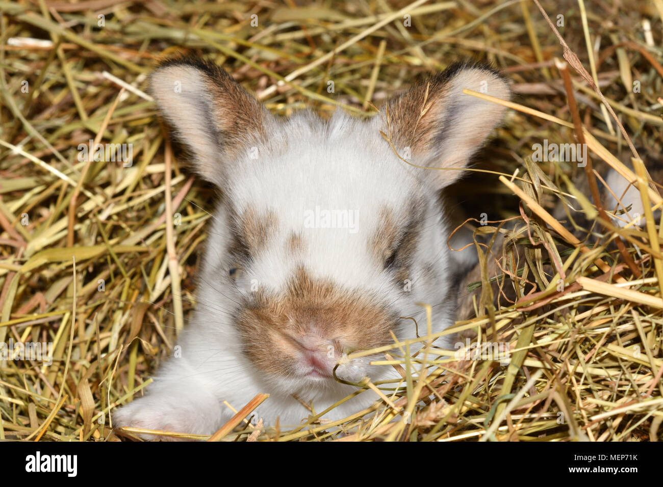 Cottontail rabbit nest hi-res stock photography and images - Alamy