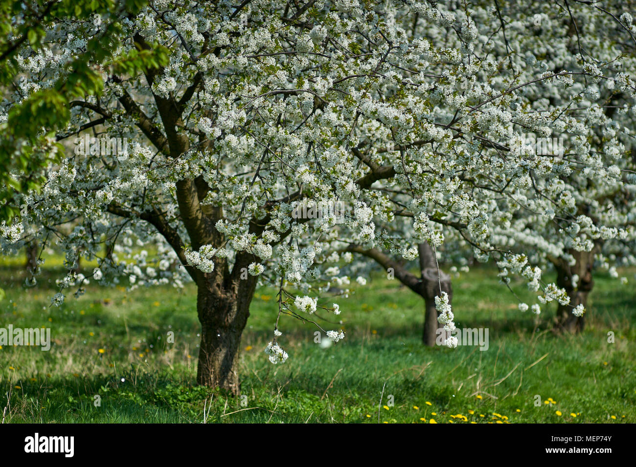 Cherry tree trees orchard in full bloom Stock Photo - Alamy