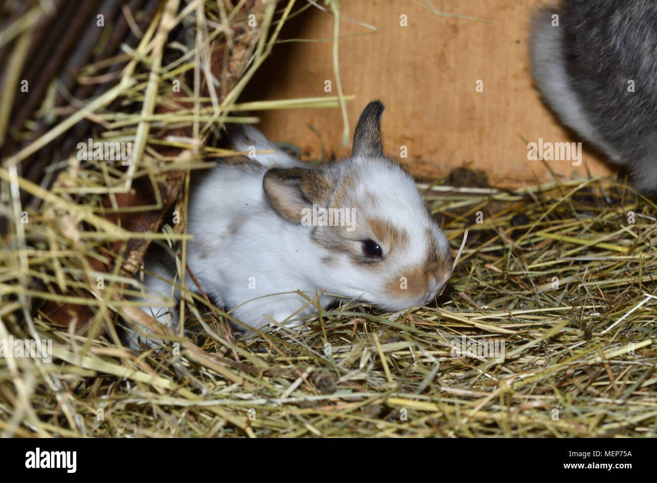 Cottontail rabbit nest hi-res stock photography and images - Alamy