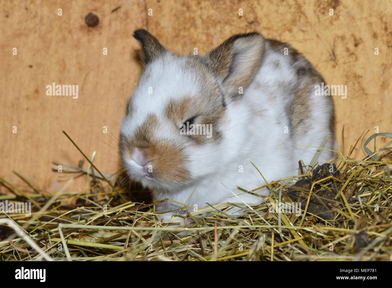 close up portrait of little rabbit cutie watching from his hay nest ...