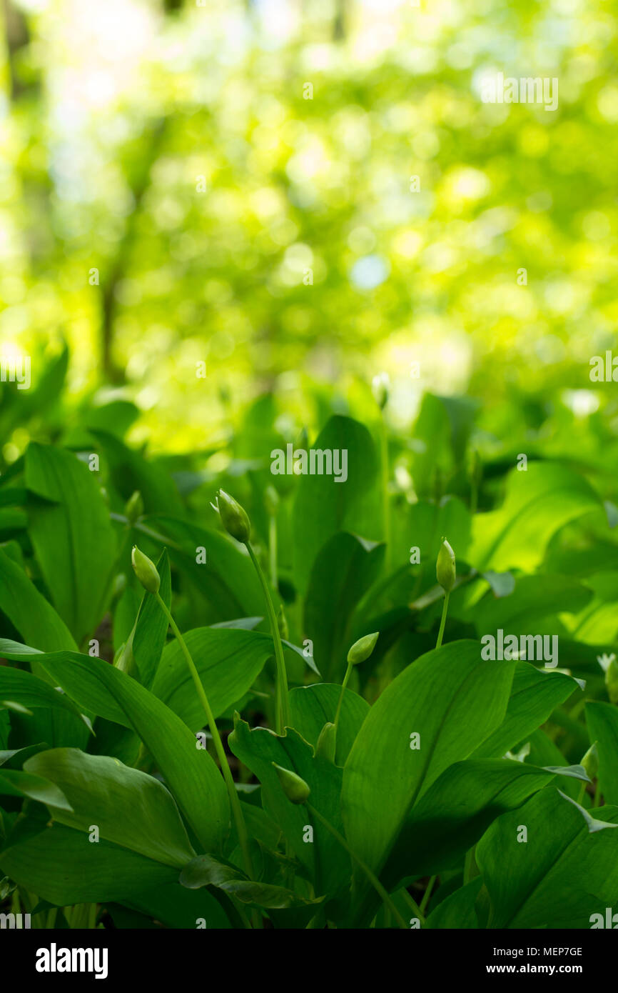 Wild garlic plant hi-res stock photography and images - Alamy