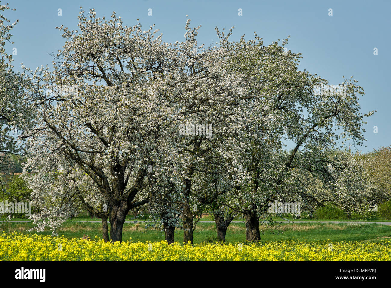 Cherry tree trees orchard in full bloom Stock Photo - Alamy