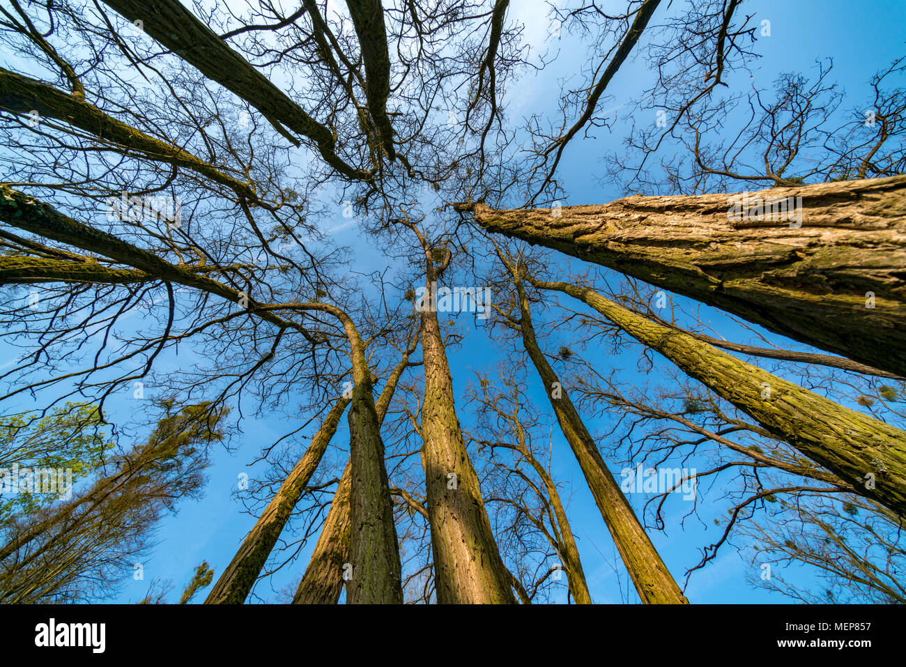 Light and sky and pine tree hi-res stock photography and images - Alamy